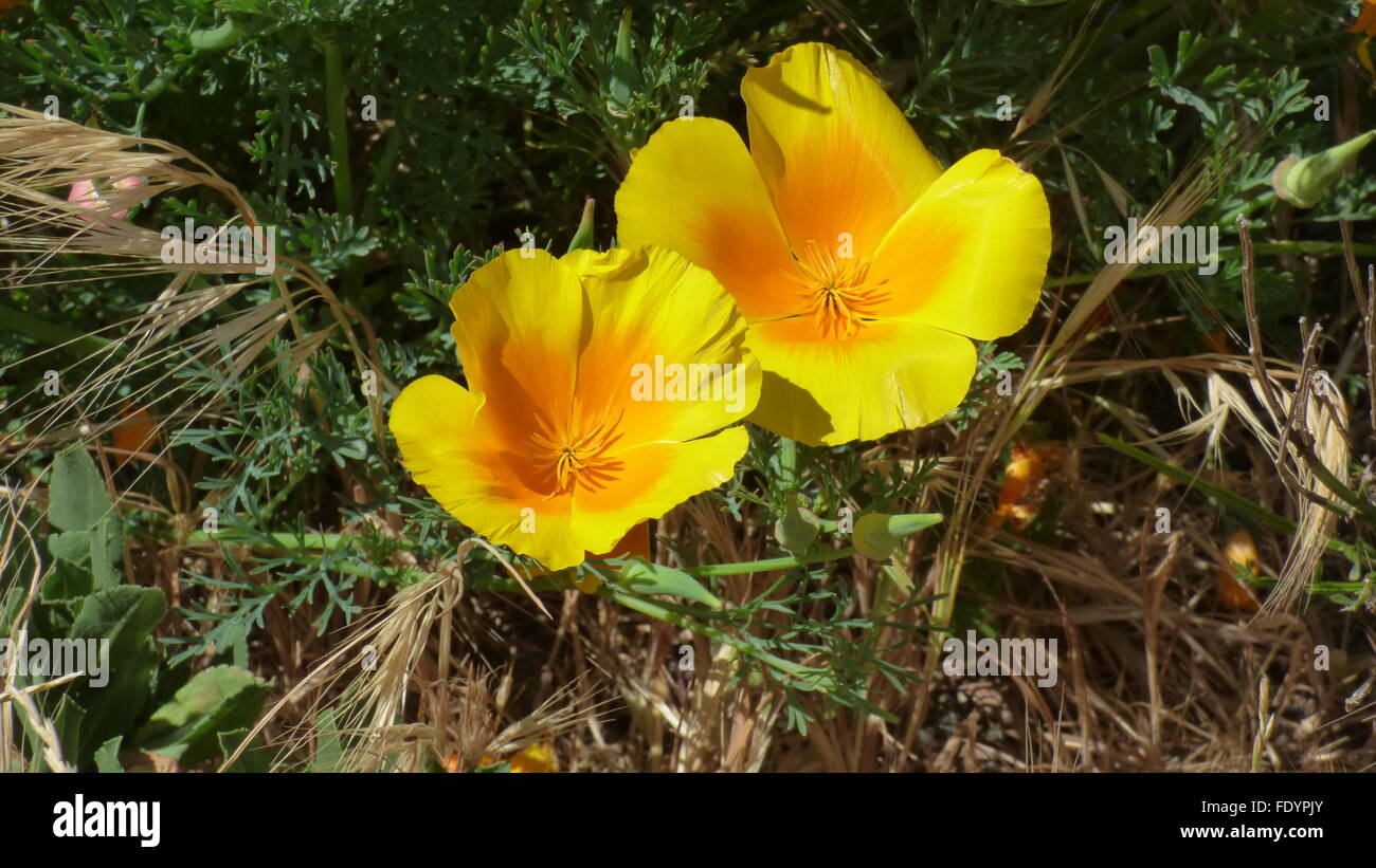 California poppy closeup hi-res stock photography and images - Alamy