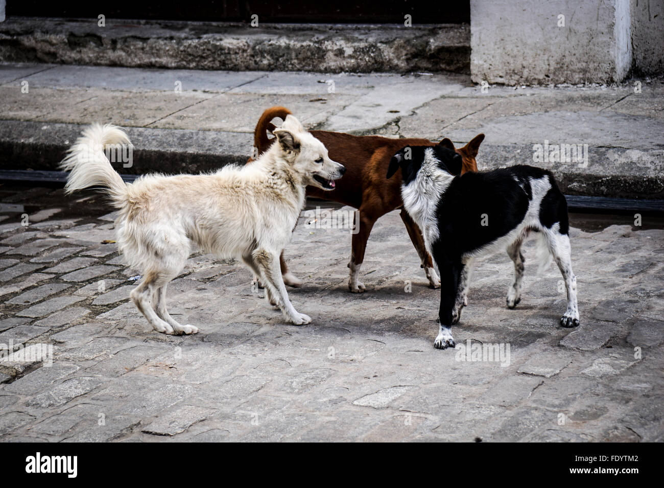Three cute Street Dogs who are playing, running and sniffing Stock ...