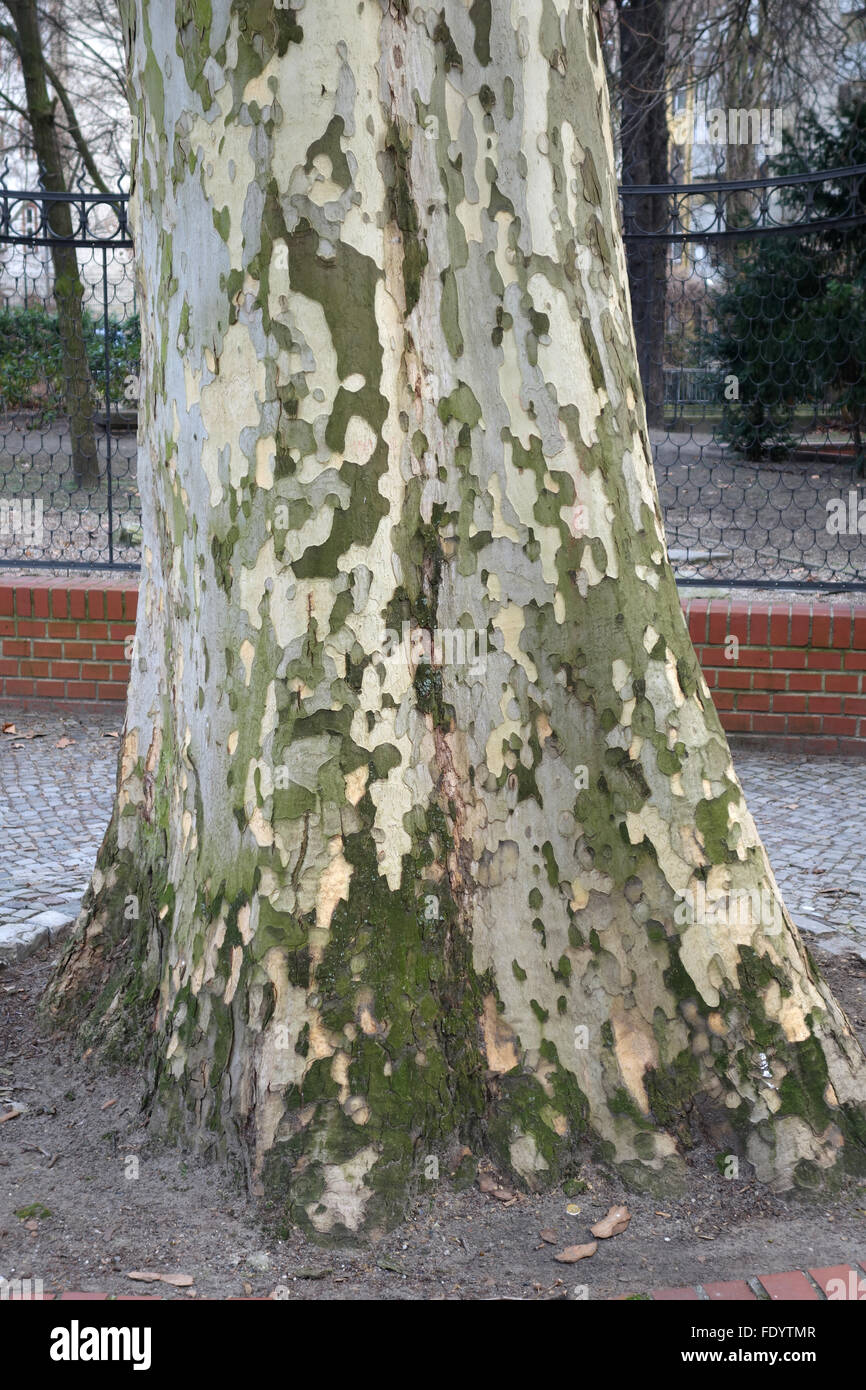 Berlin, Germany, the trunk of a sycamore Stock Photo - Alamy