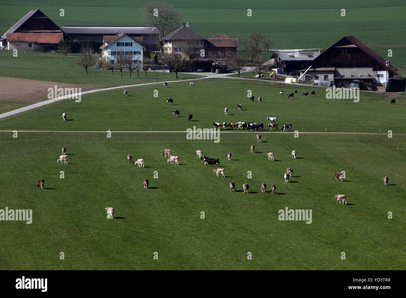 Train, Switzerland, farm and cows on a pasture Stock Photo - Alamy