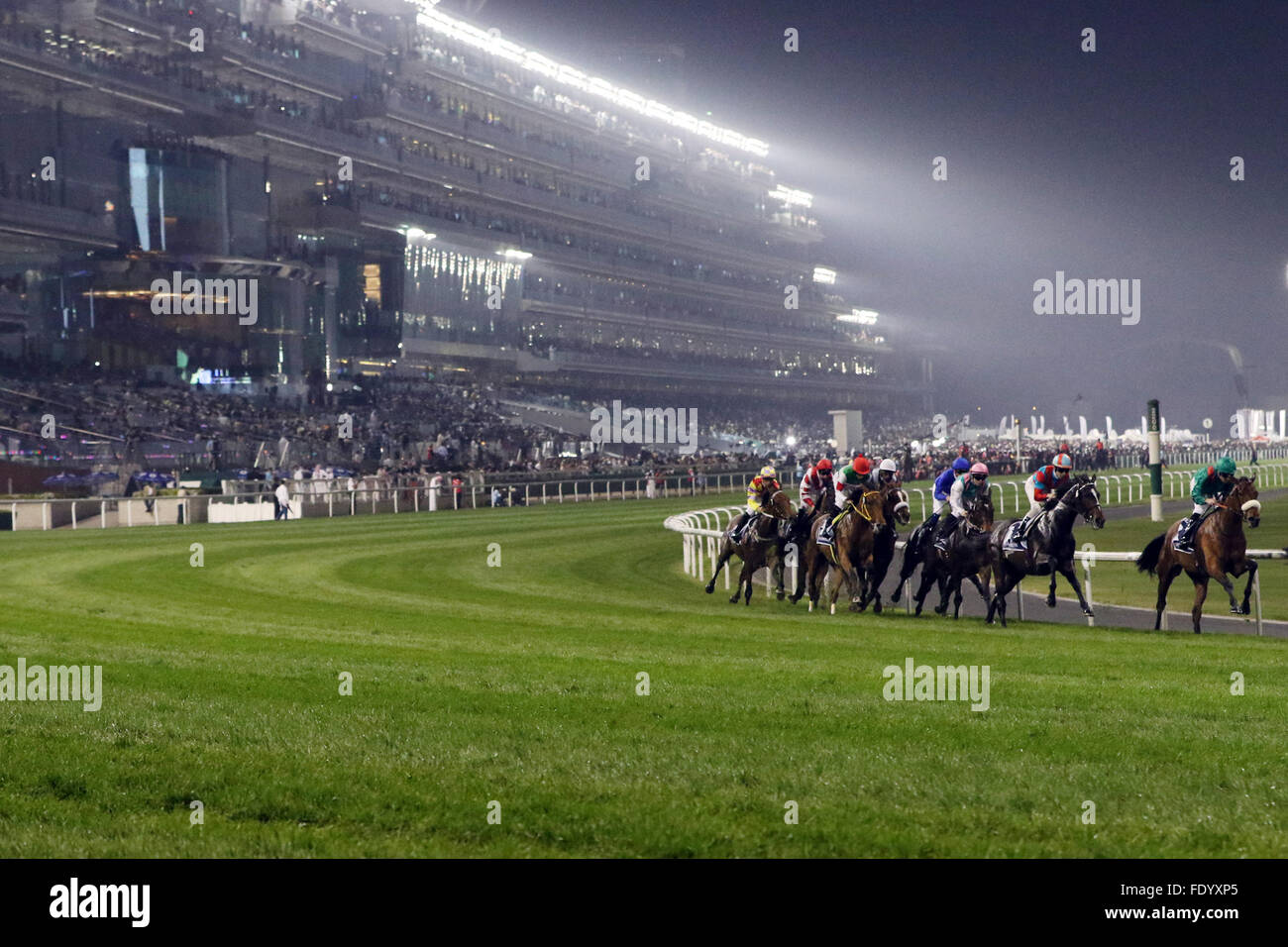 United arab emirates horses hi-res stock photography and images - Alamy