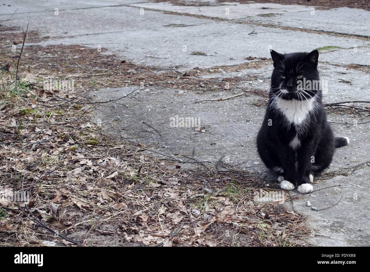 Poland fauna hi-res stock photography and images - Alamy