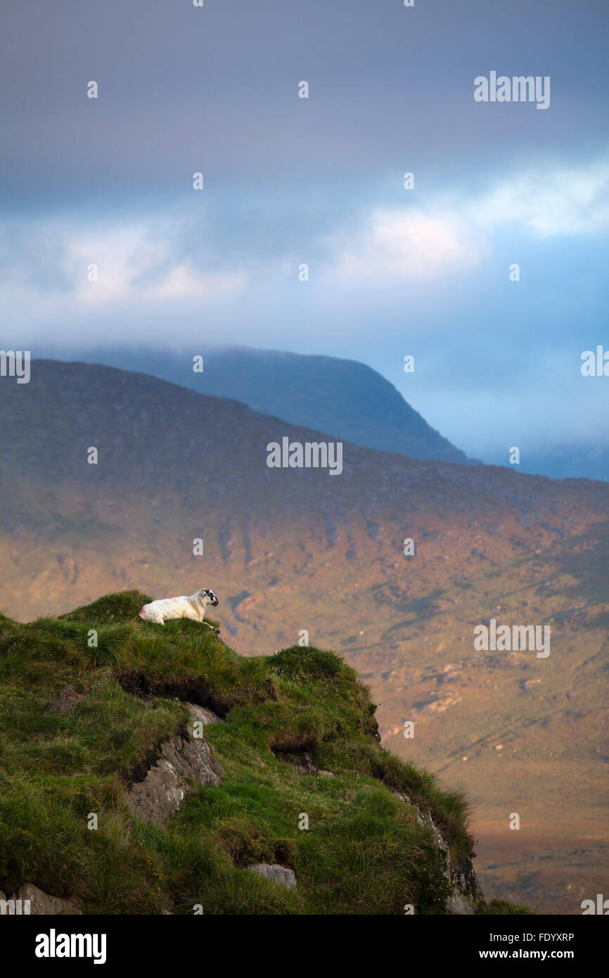 Sheep looking across the Black Valley from Moll's Gap, County Kerry ...