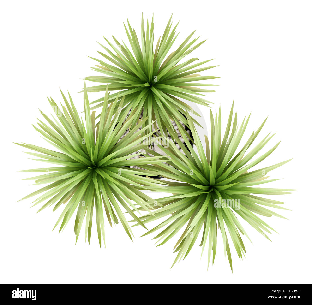 top view of potted palm tree isolated on white background Stock Photo ...