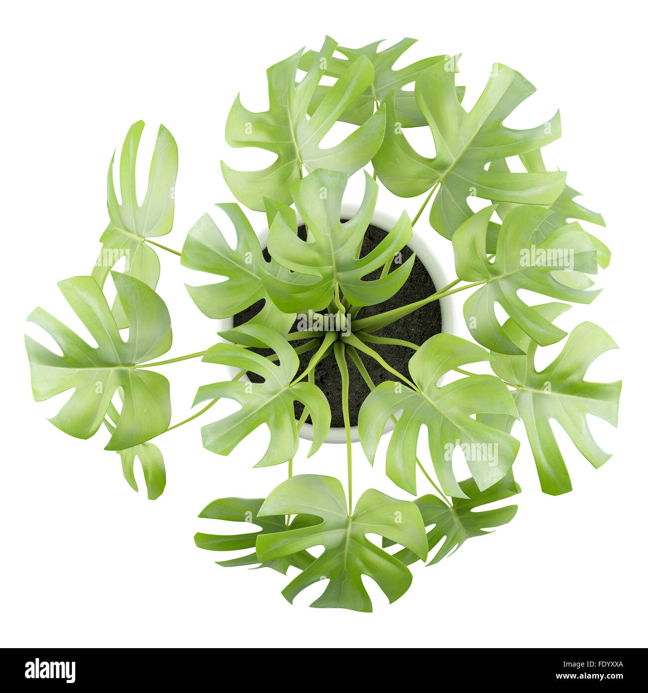 top view of monsteria plant in pot isolated on white background Stock ...