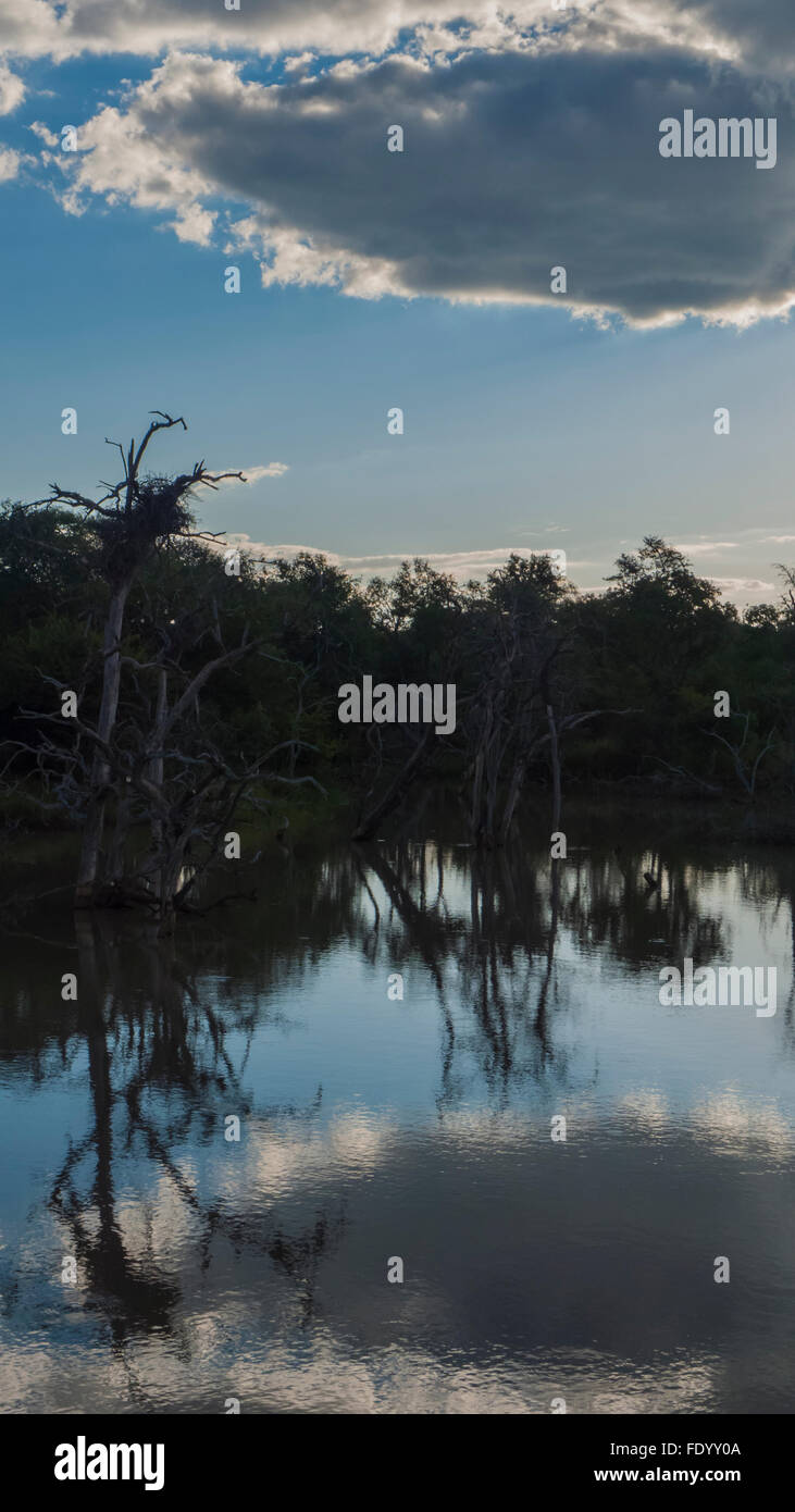 Reflections of baron trees, forest, sky and clouds in Kruger National ...