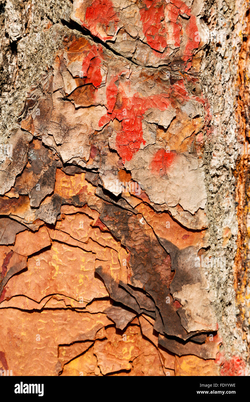 barck in the abstract close up of a tree color and texture Stock Photo ...