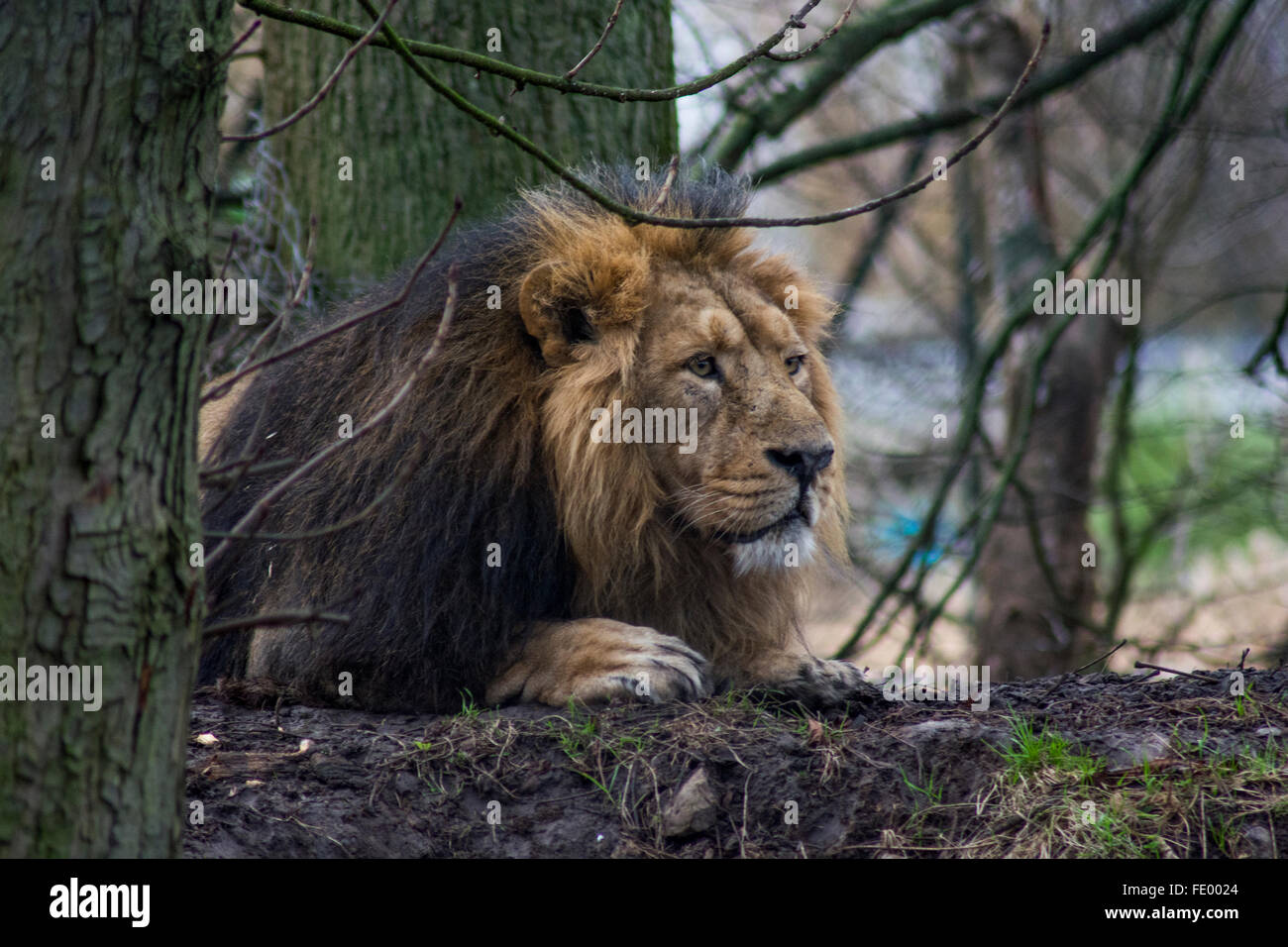 Lion of jungle hi-res stock photography and images - Alamy