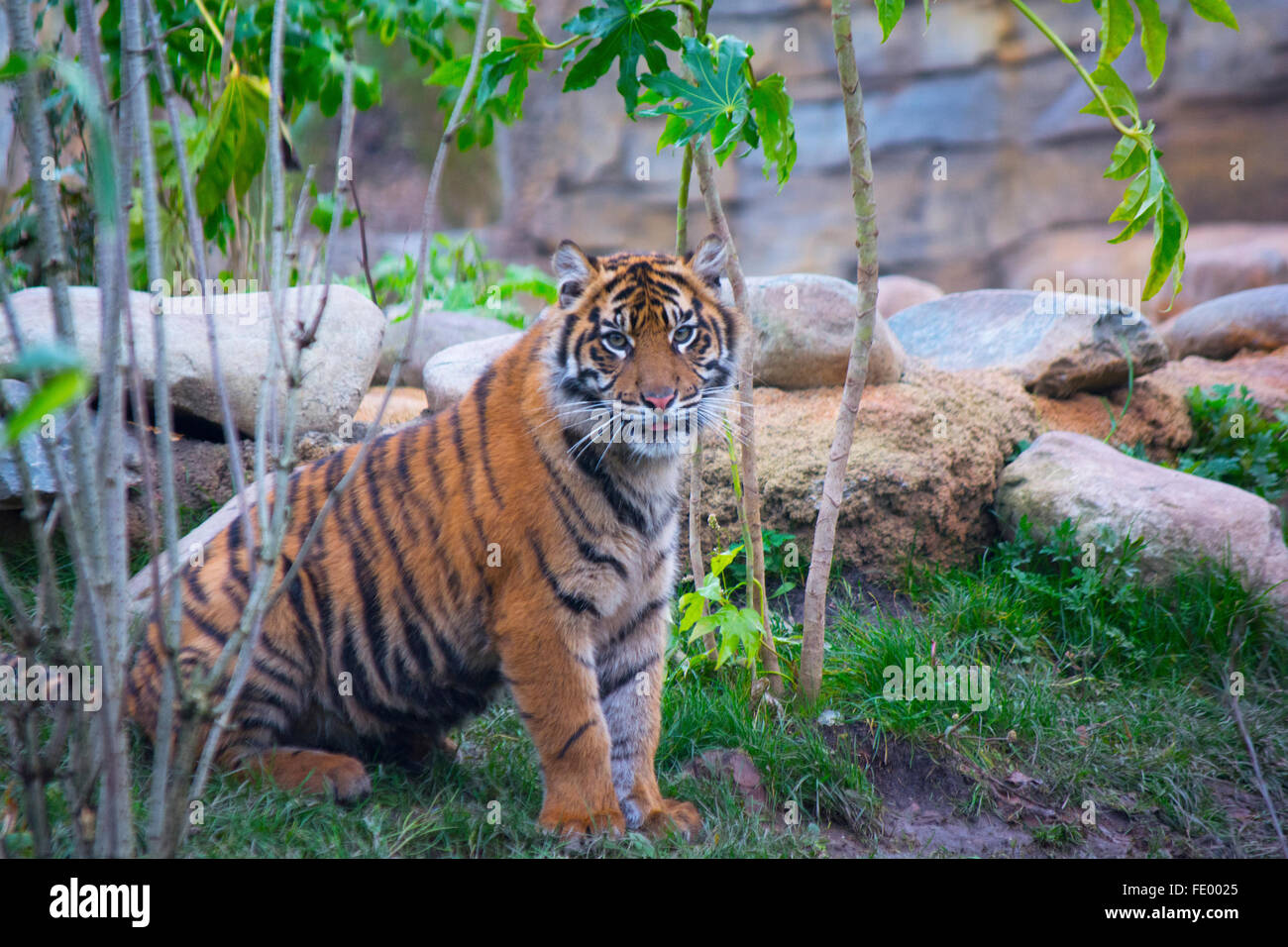 How the tiger got its stripes hi-res stock photography and images - Alamy