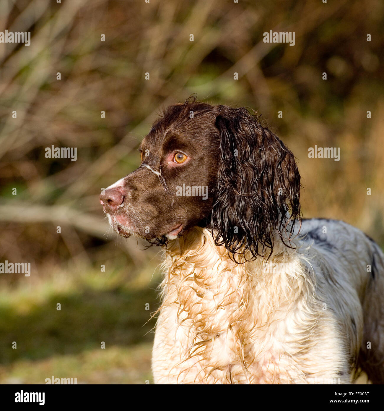 liver and white English springer spaniel Stock Photo - Alamy