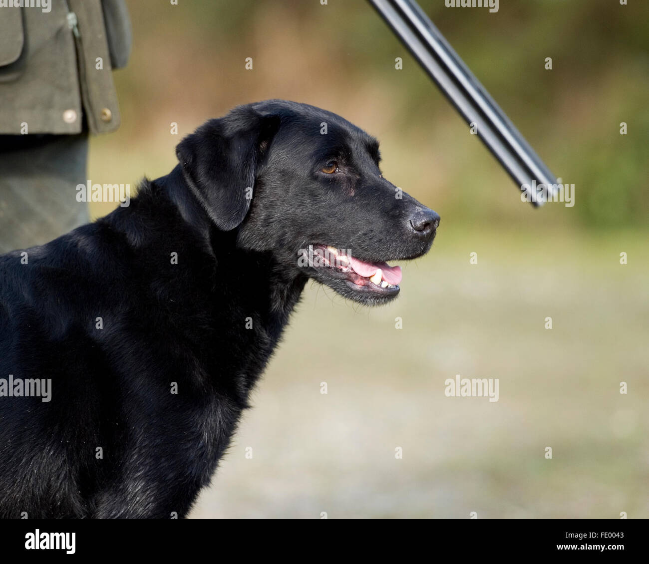 black labrador retriever on a shoot Stock Photo - Alamy