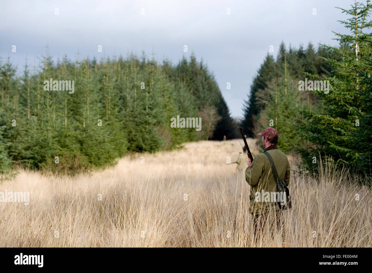 man waiting for birds to fly over whilst rough shooting Stock Photo - Alamy