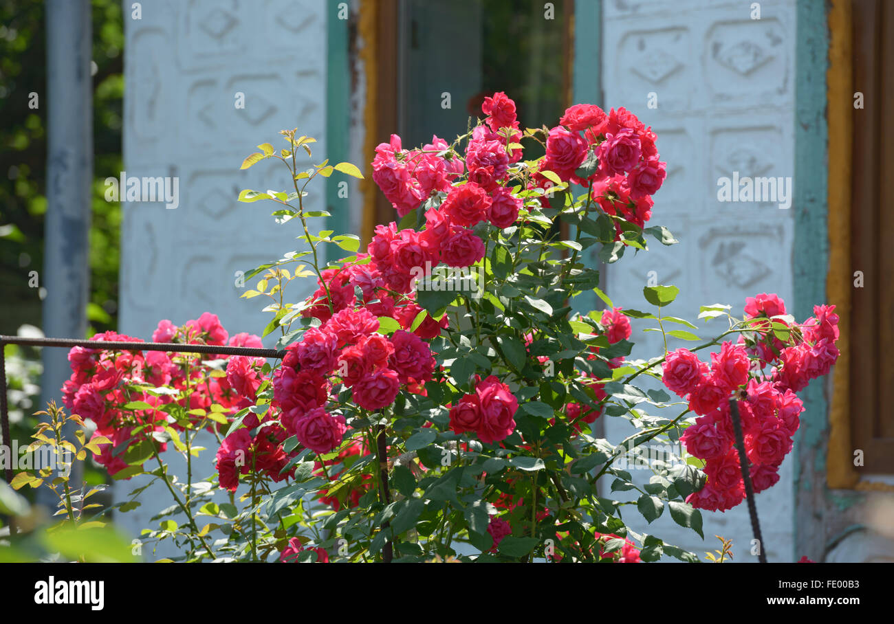 Upper part of high bush of climbing rose with many bright red flowers ...