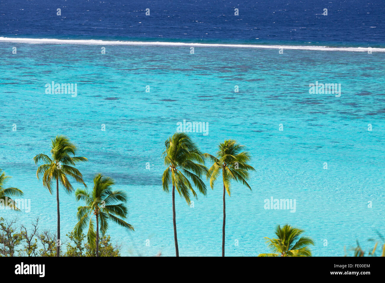 Palm trees and lagoon, Moorea, Society Islands, French Polynesia Stock ...