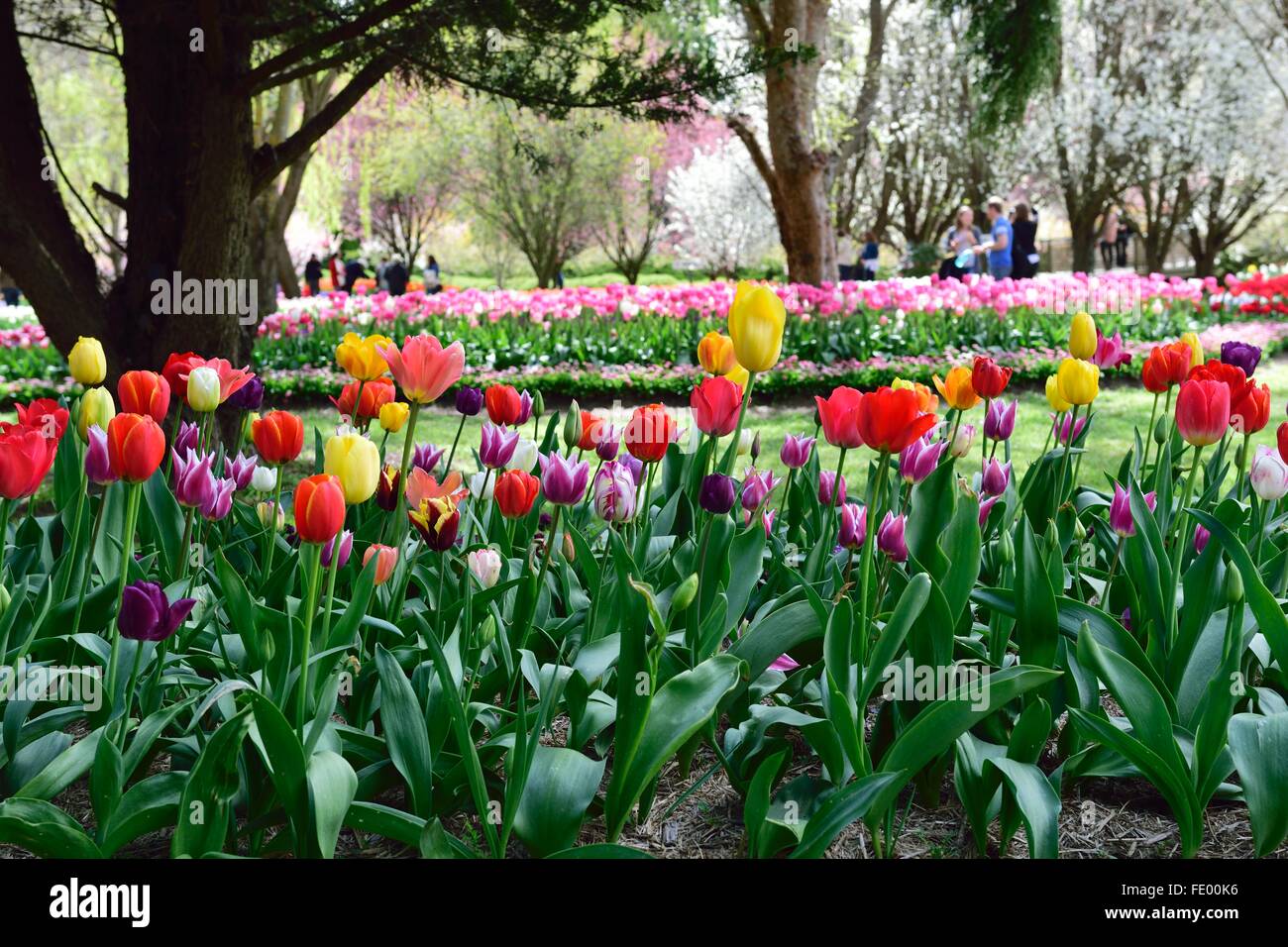 Canberra flowers hi-res stock photography and images - Alamy