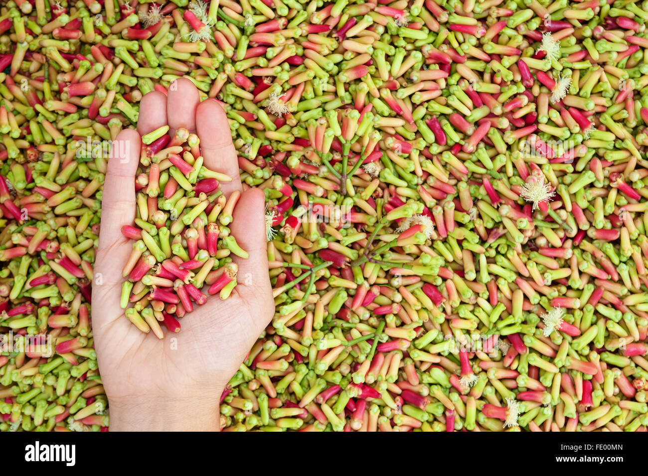 Crop of fresh clove spice sticks stacked up in heap on woman hand on ...