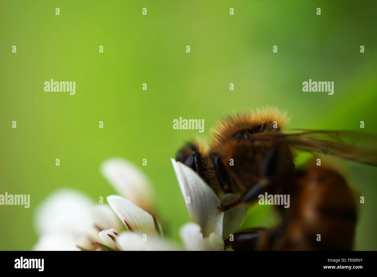 Beautiful shot bee collecting pollen hi-res stock photography and ...