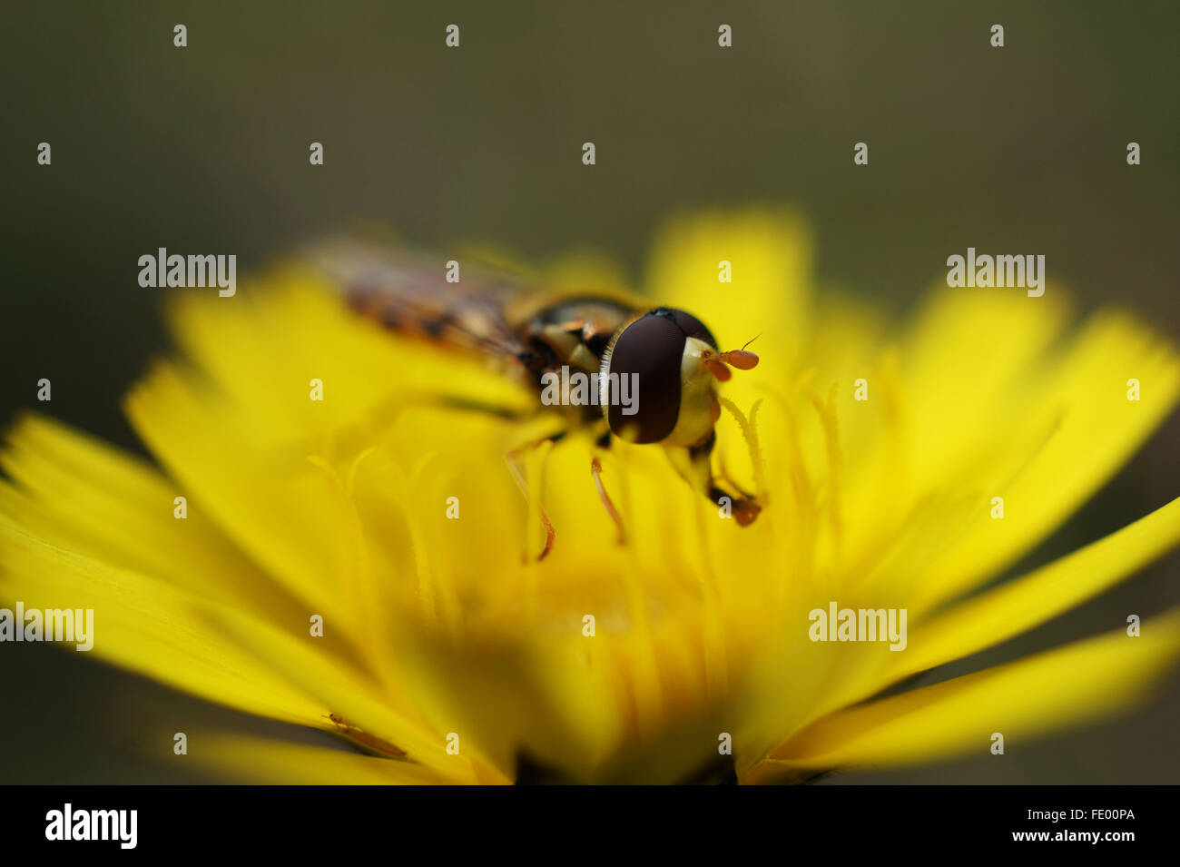 Extravaganza light hi-res stock photography and images - Alamy