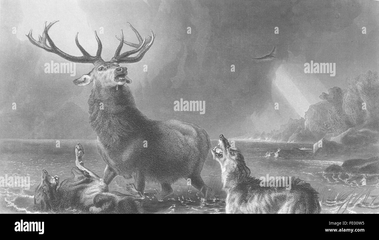 Landseer stag at bay hi-res stock photography and images - Alamy