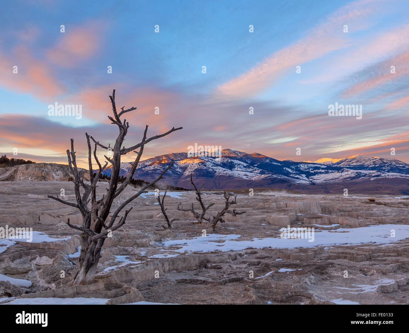 Yellowstone National Park, WY: Ghost trees on the Upper Terraces of ...