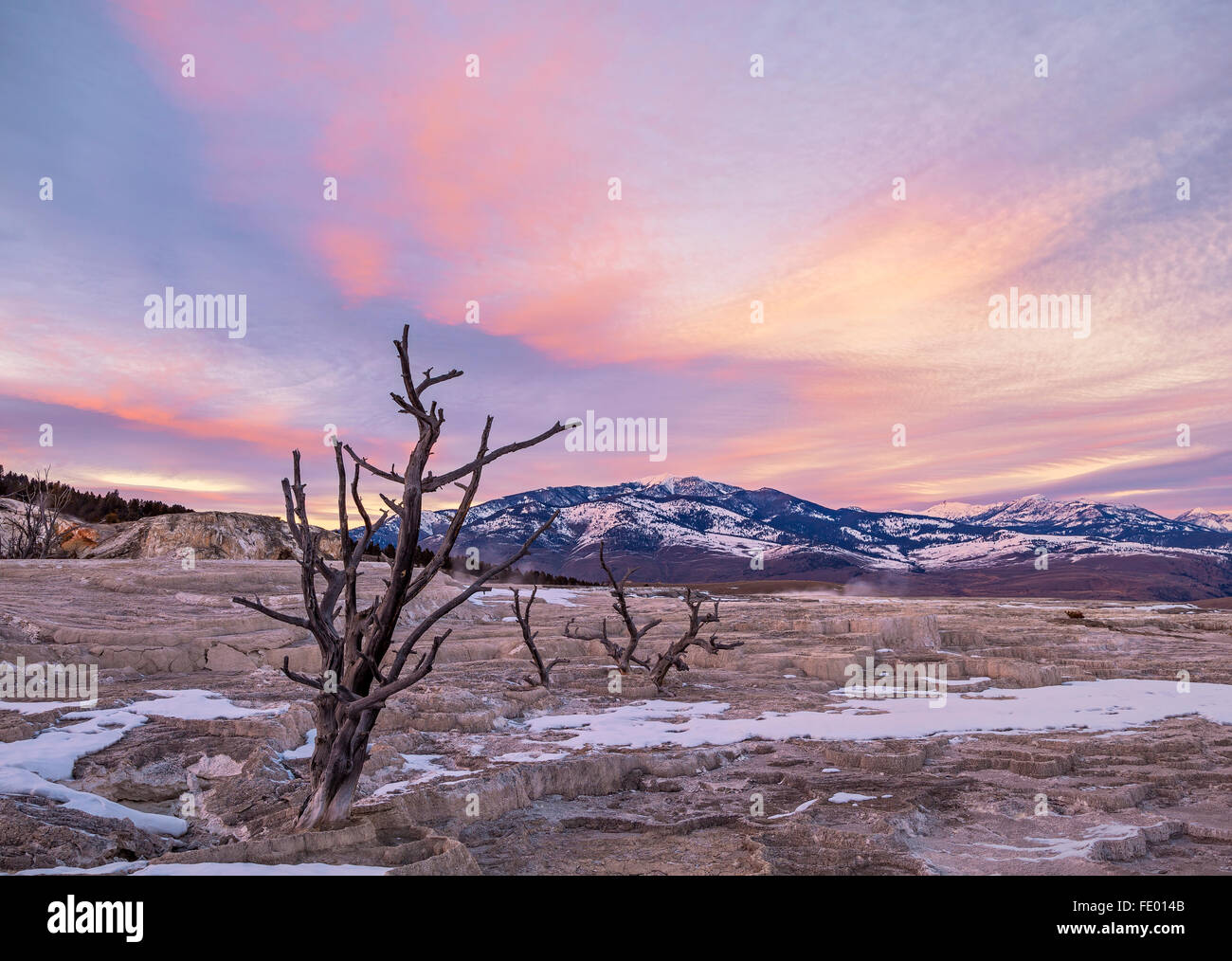 Yellowstone National Park, WY: Ghost trees on the Upper Terraces of ...