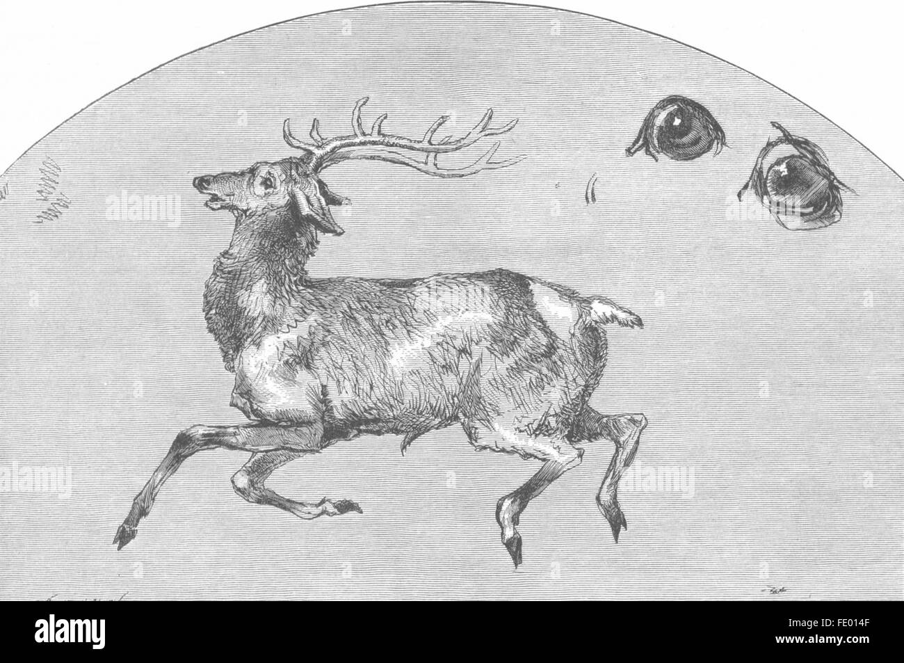 T landseer hi-res stock photography and images - Alamy