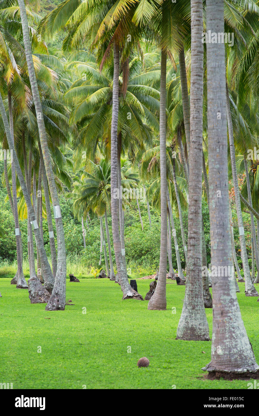 Coconut trees plantation hi-res stock photography and images - Alamy