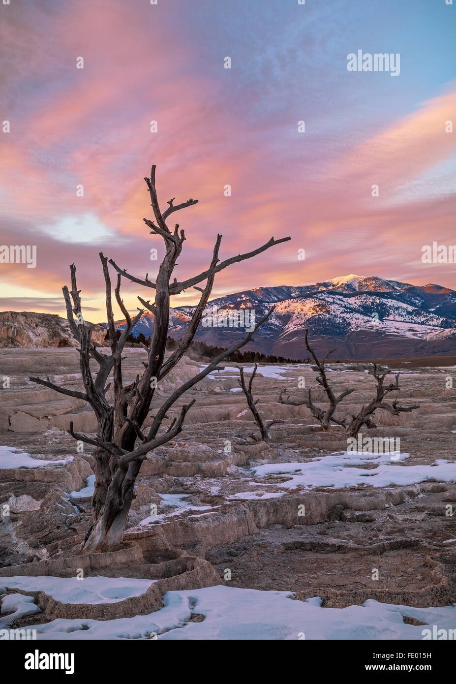 Yellowstone National Park, WY: Ghost trees on the Upper Terraces of ...