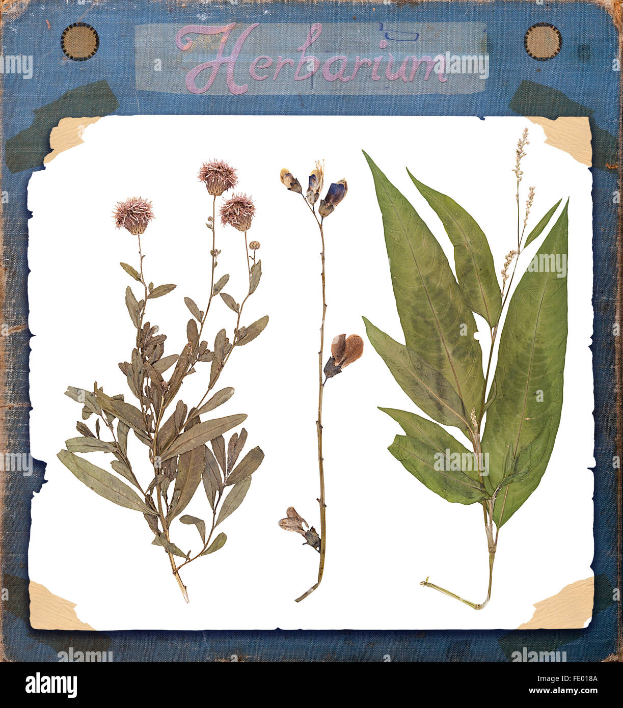 Set of wild dry pressed flowers and leaves, isolated Stock Photo - Alamy