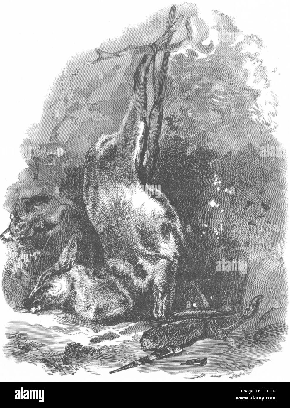 Dead roe deer Black and White Stock Photos & Images - Alamy