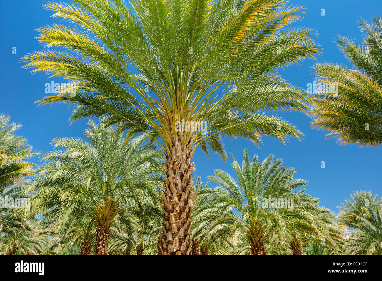 Date palm trees at China Ranch Date Farm, near Tecopa, California Stock ...