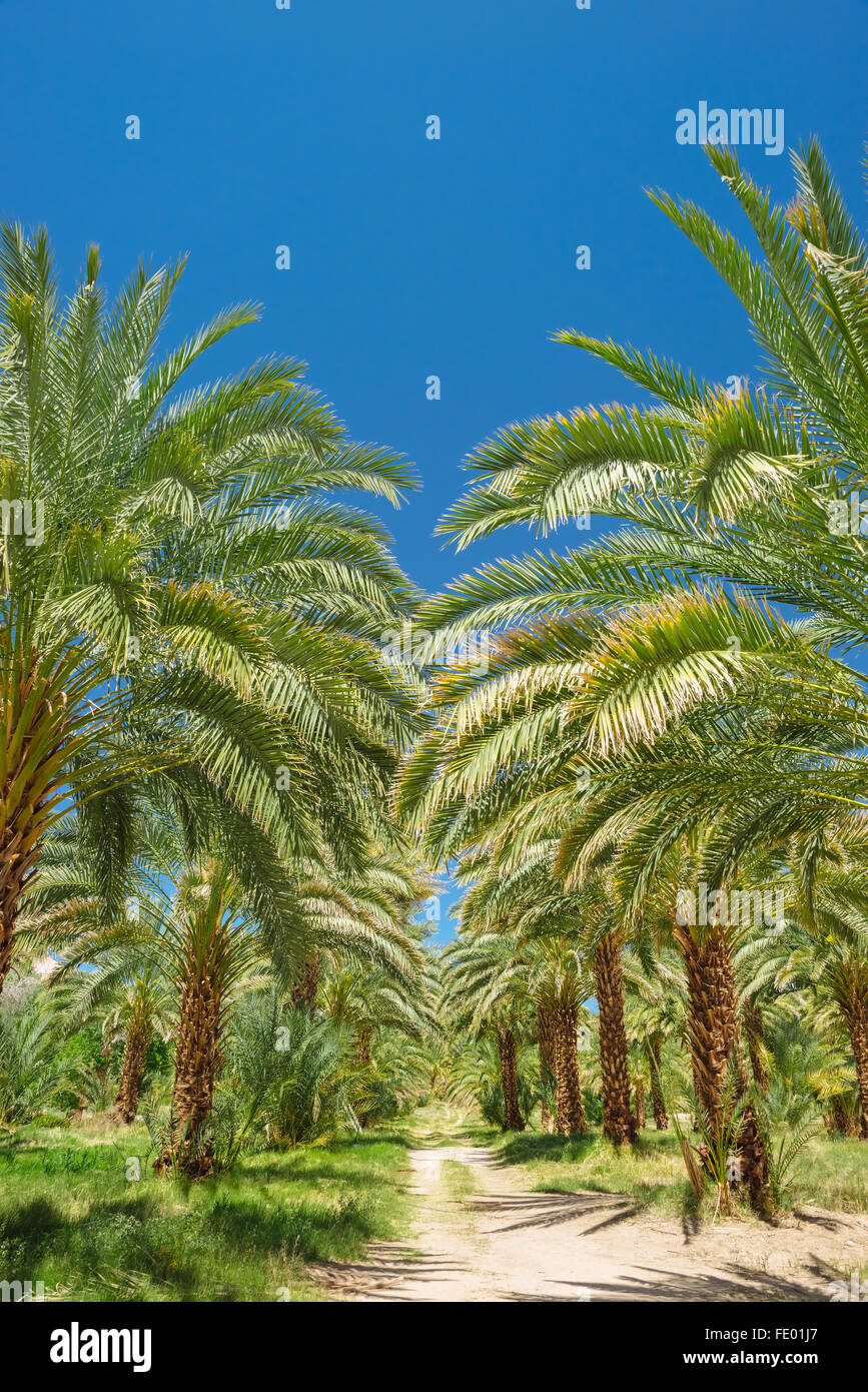 Date palm trees at China Ranch Date Farm, near Tecopa, California Stock ...