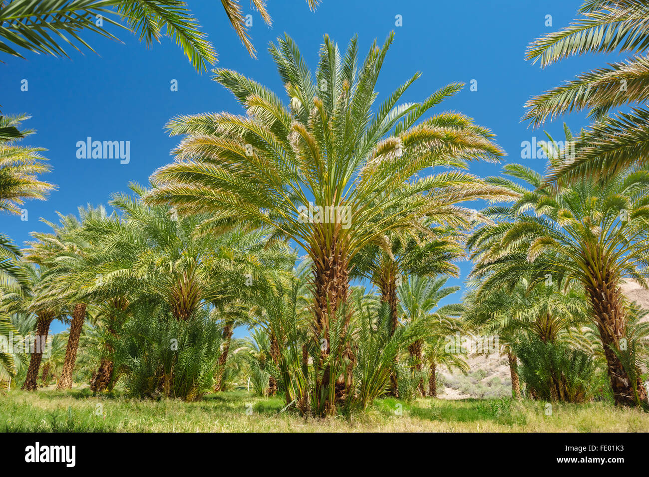 Date palm trees at China Ranch Date Farm, near Tecopa, California Stock ...
