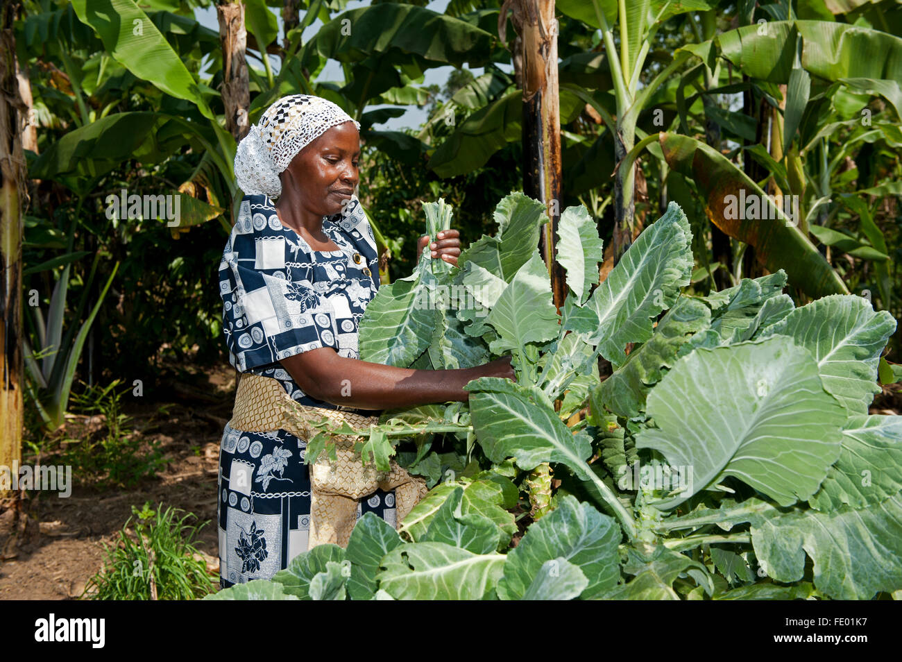 Lady picking Kale from her plot of land, Uganda Stock Photo - Alamy