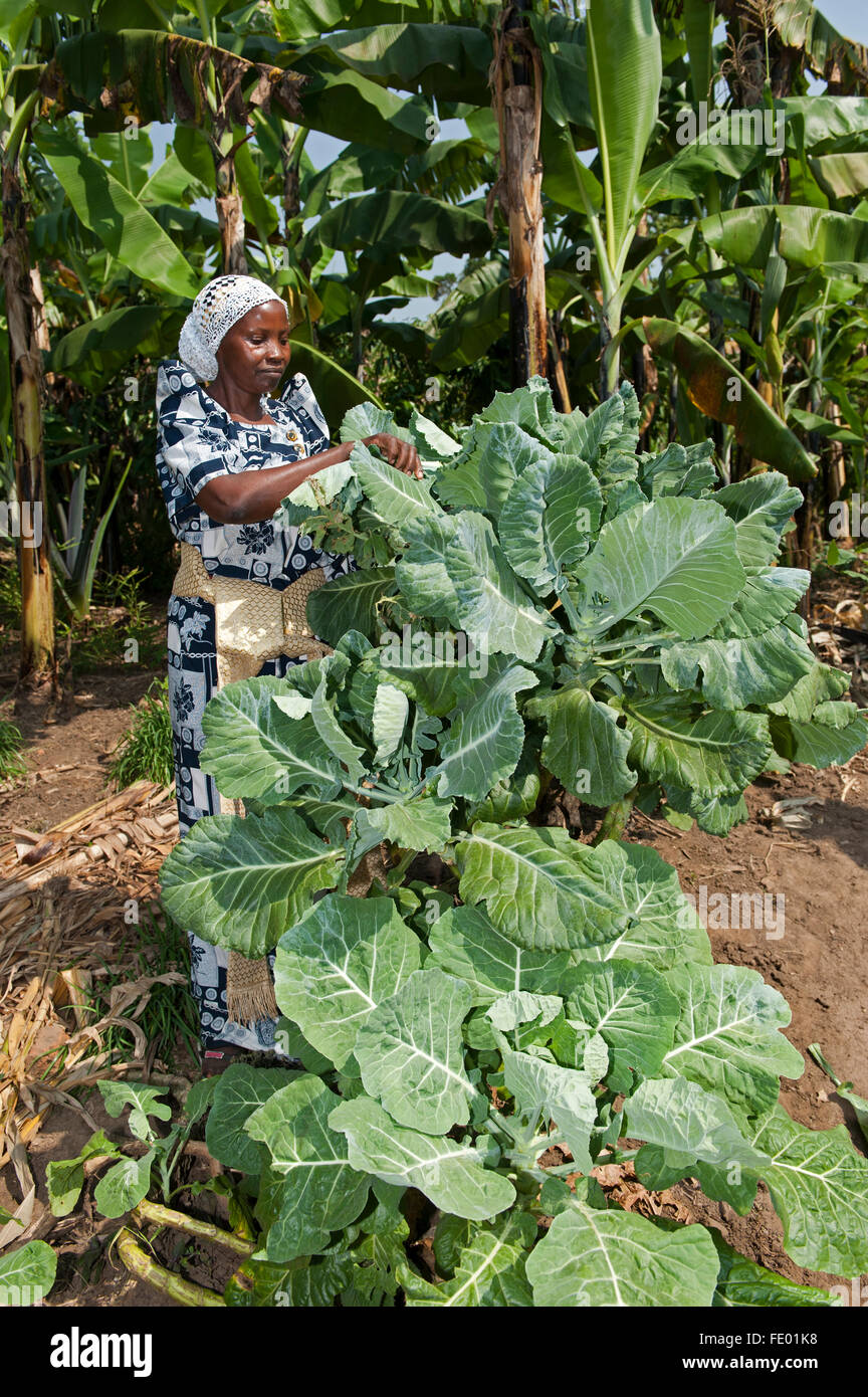 Lady picking kale from plot hi-res stock photography and images - Alamy