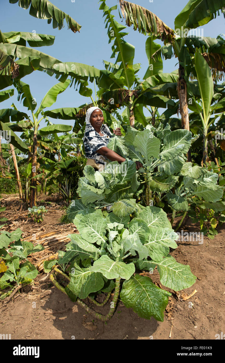 Lady picking Kale from her plot of land, Uganda Stock Photo - Alamy