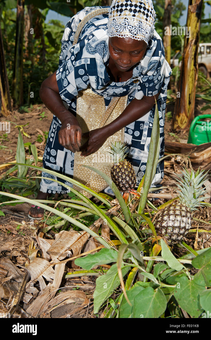 Ugandan lady working in garden among pineapples Stock Photo - Alamy