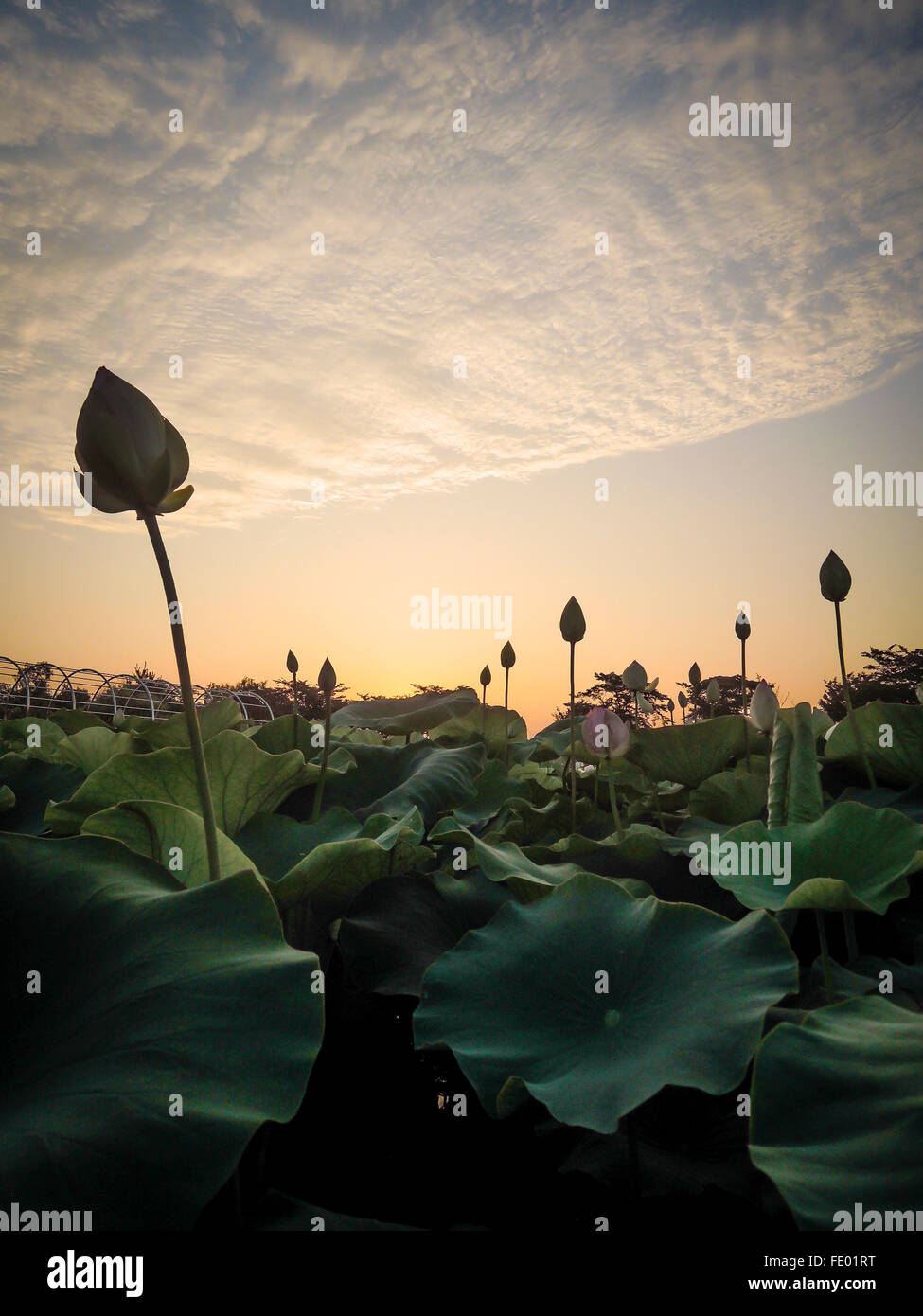 Lotus flower buds hi-res stock photography and images - Alamy