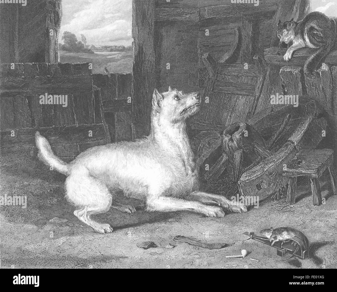 19th century cats hi-res stock photography and images - Alamy