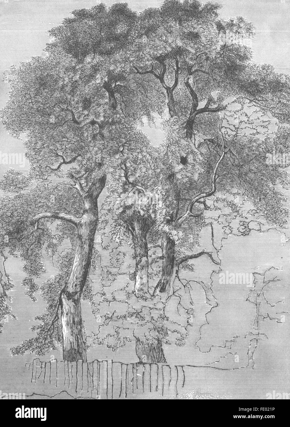 Majesty oak hi-res stock photography and images - Alamy