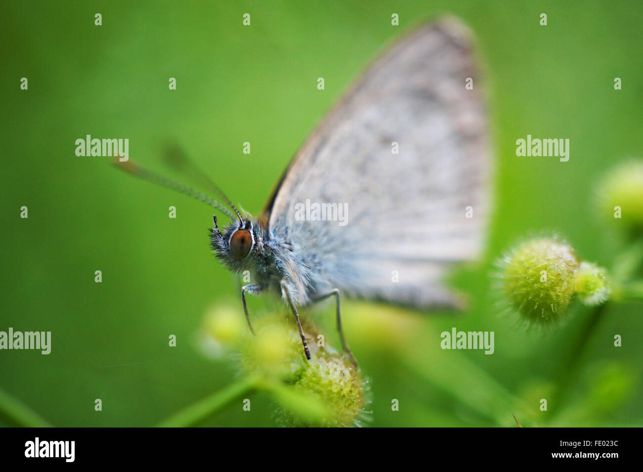 Cold butterfly hi-res stock photography and images - Alamy
