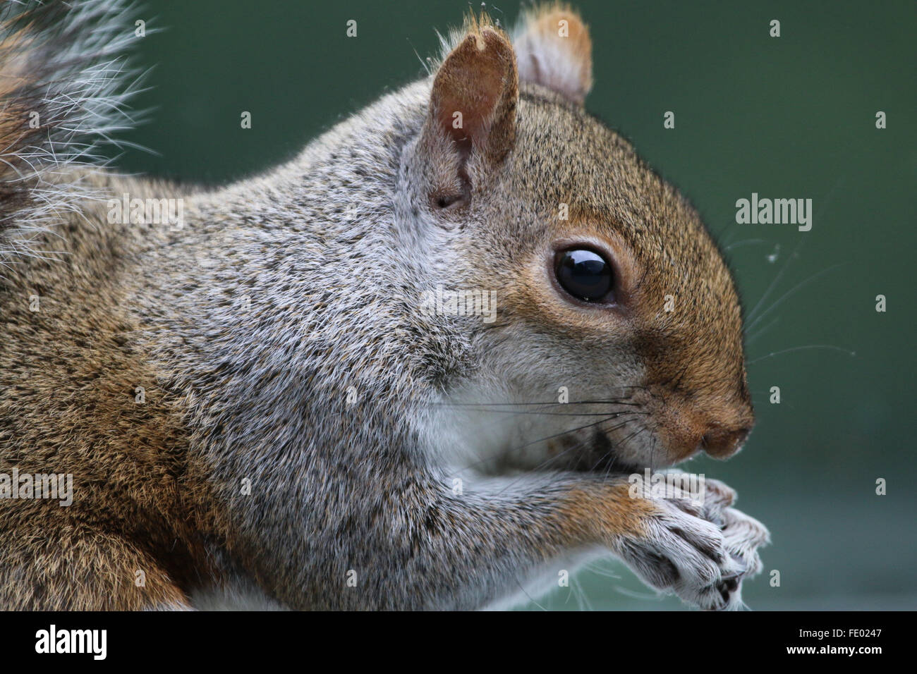 grey squirrel eating a nut, close-up, urban squirrel, squirrel's head ...