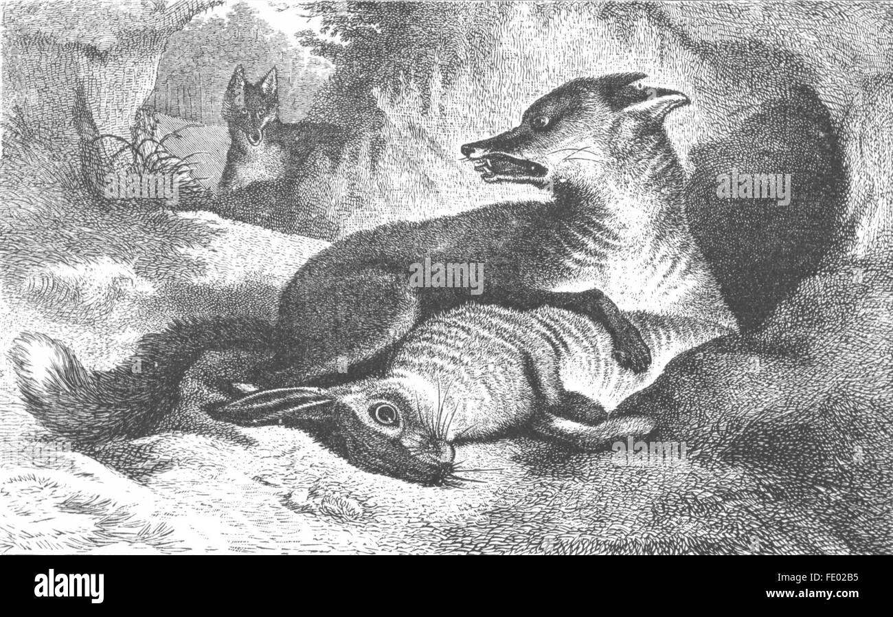HARES: Hare and Foxes-Landseer, antique print c1880 Stock Photo - Alamy