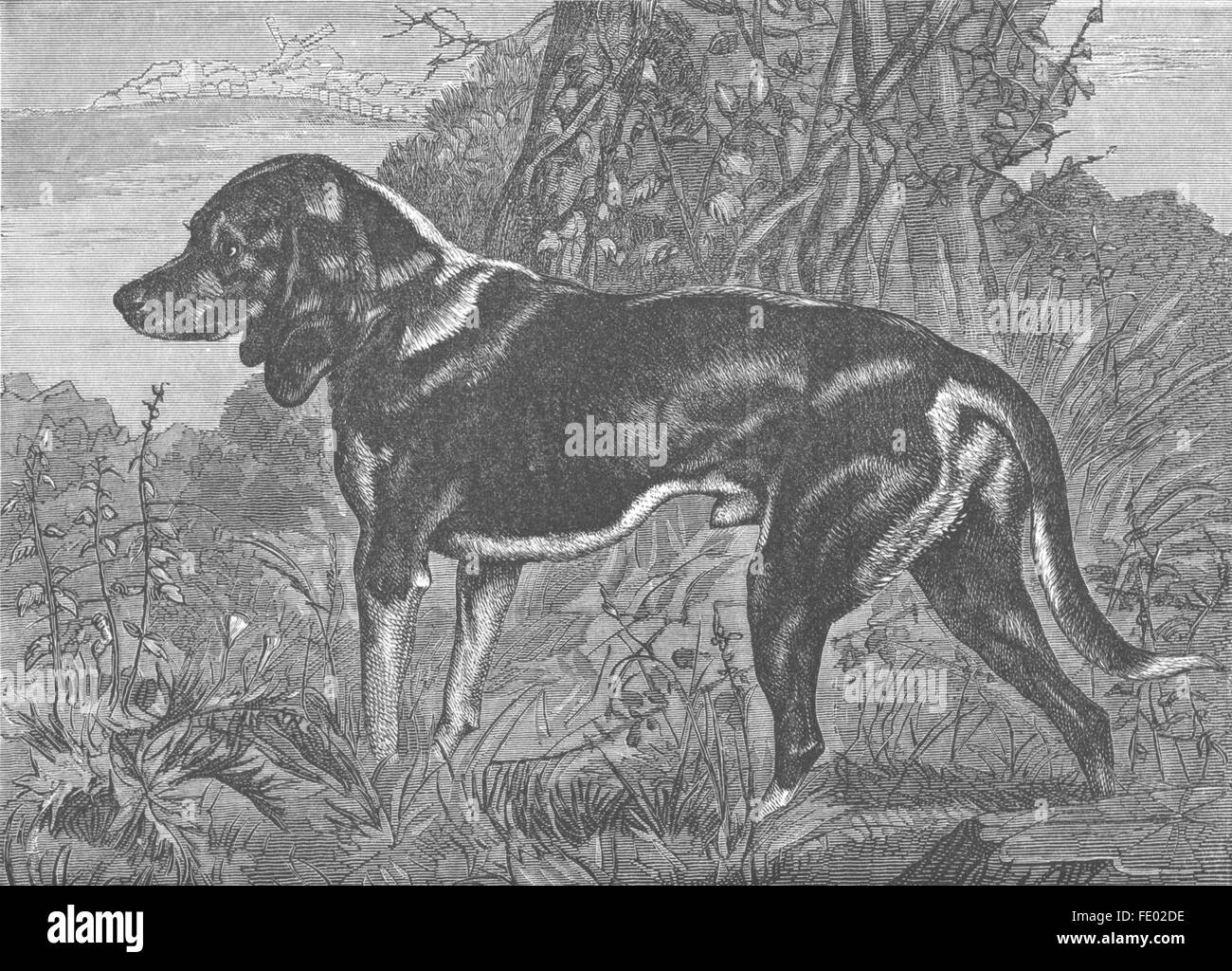 DOGS: A Beagle-Landseer, antique print c1880 Stock Photo - Alamy