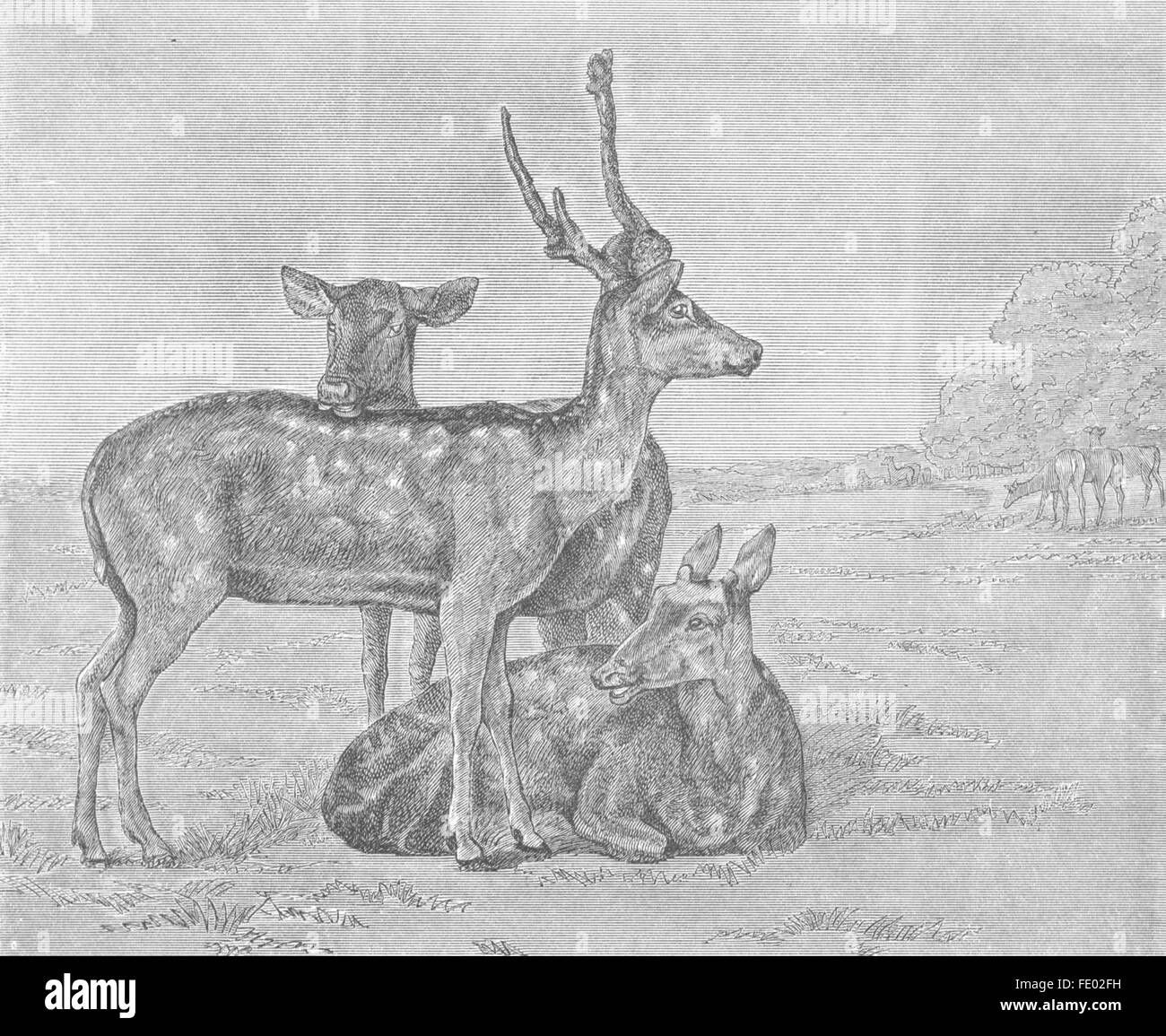DEER: Fallow Deer-Landseer, antique print c1880 Stock Photo - Alamy
