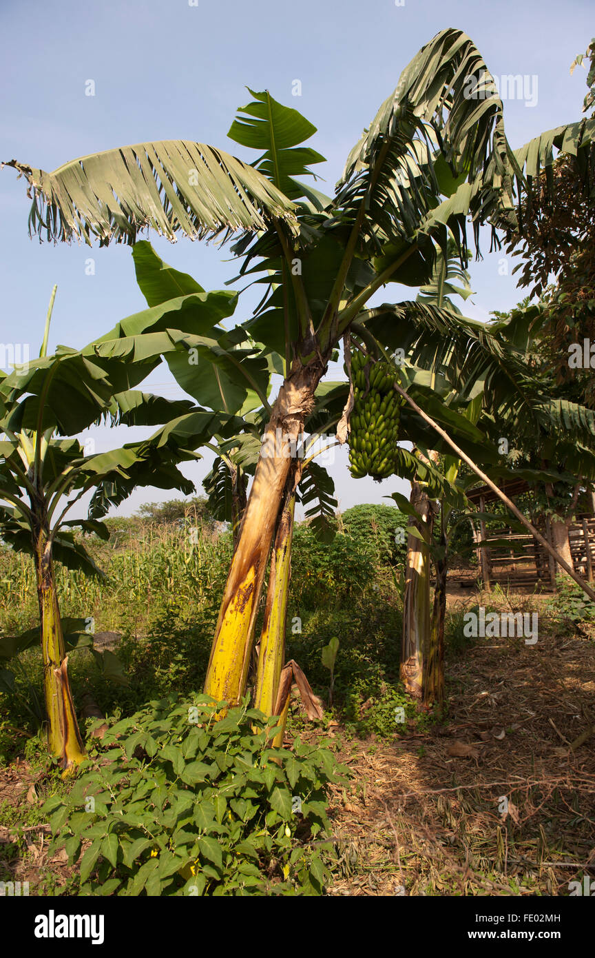Banana plant in garden. Uganda Stock Photo - Alamy