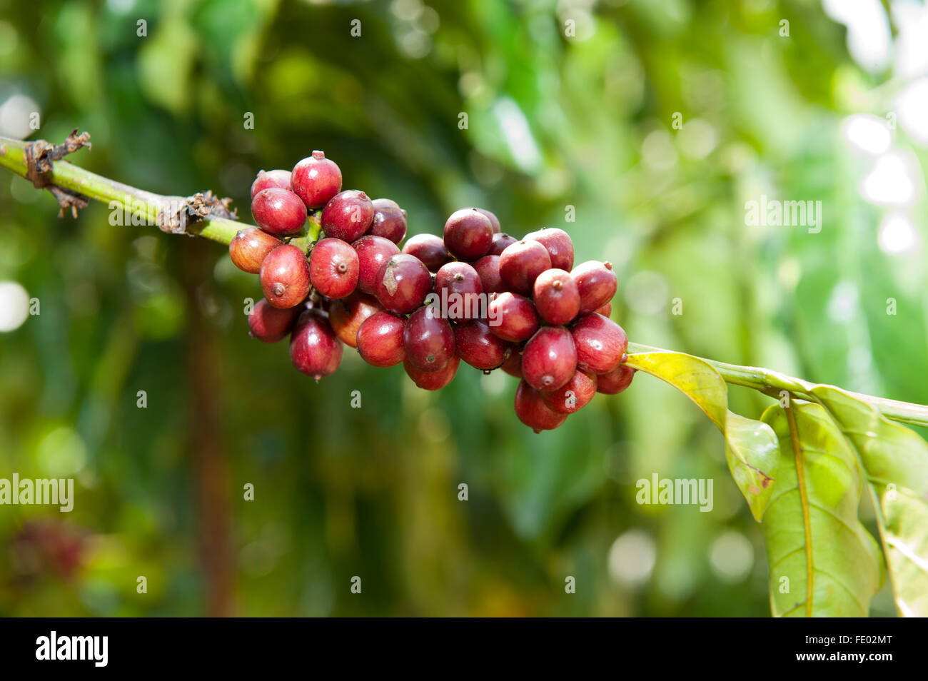 Africa coffee beans hi-res stock photography and images - Alamy