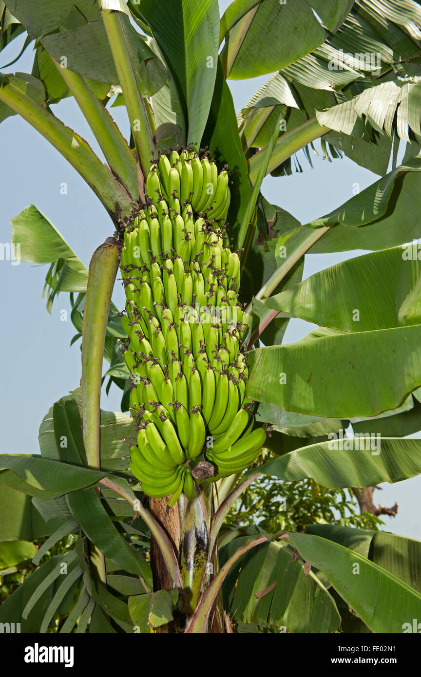 Bananas growing on tree. Uganda Stock Photo - Alamy