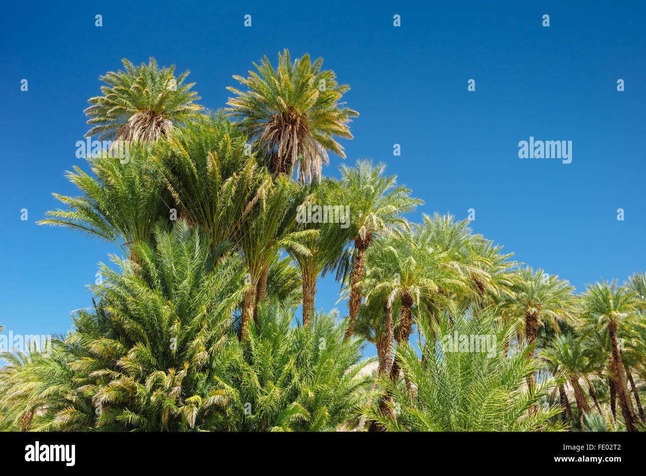 Date palm trees at China Ranch Date Farm, near Tecopa, California Stock ...