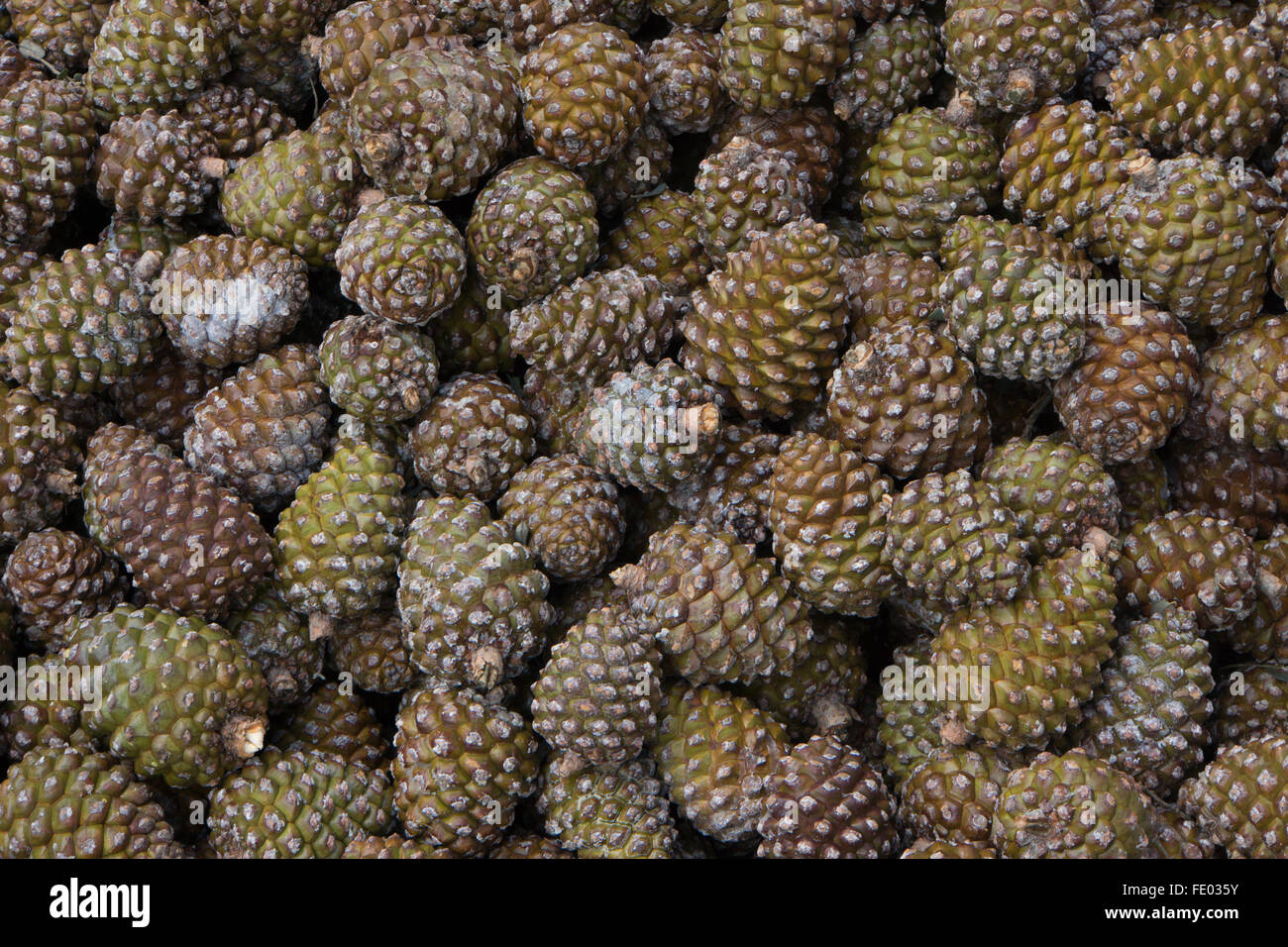Large pine cones hi-res stock photography and images - Alamy